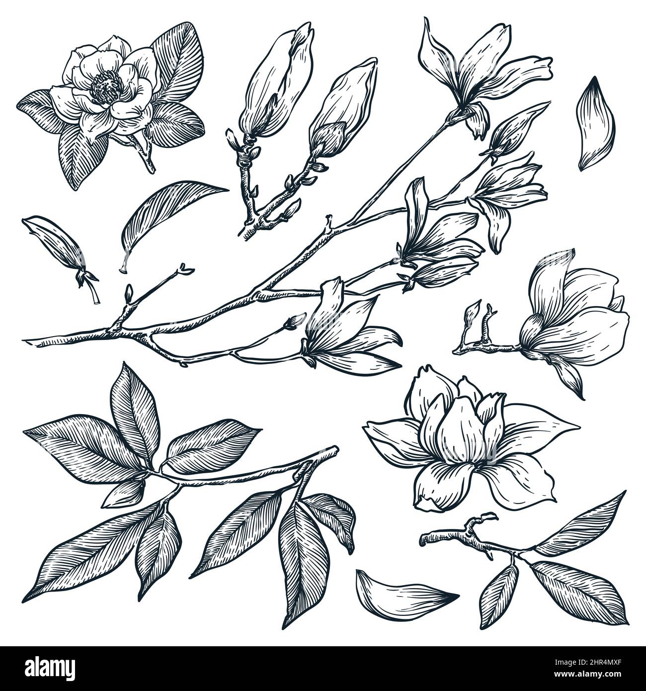 Magnolia blooming branch vector hand drawn sketch illustration ...