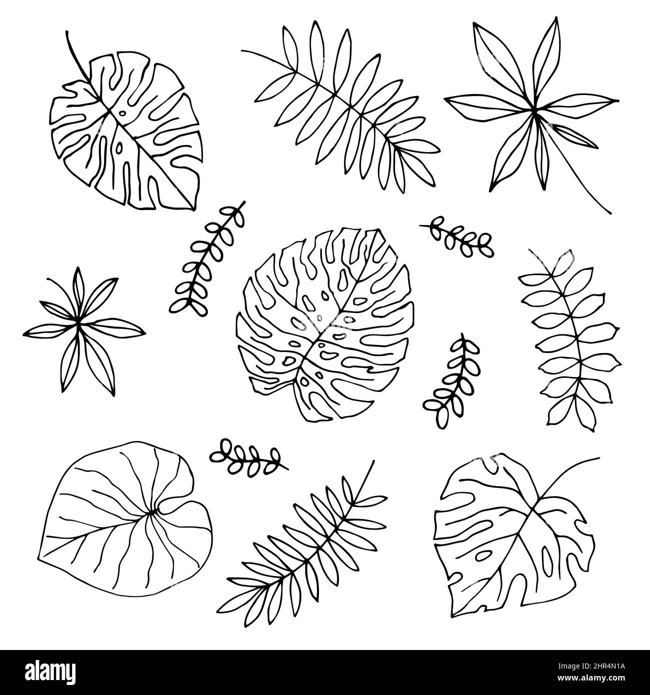 Set of hand-drawn tropical plants in doodle style. Leafs vector ...