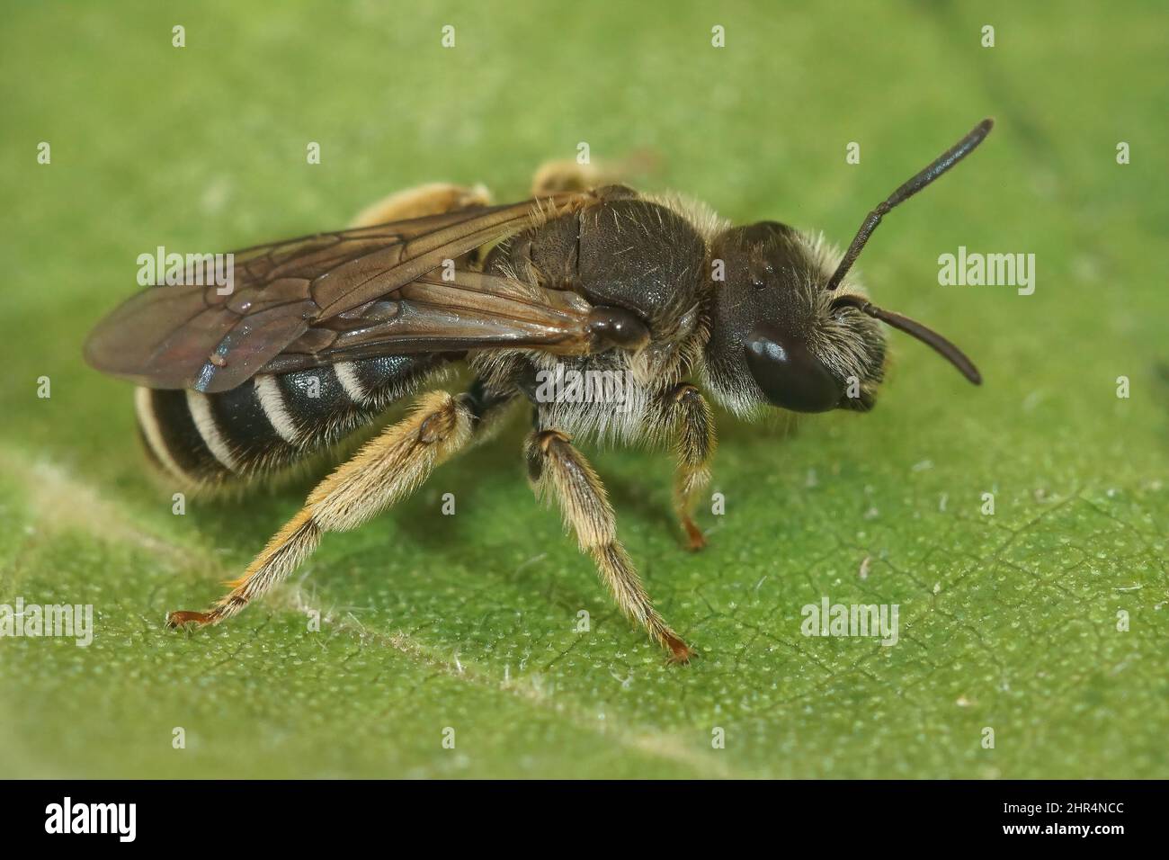 Closeup on a female, Mediterranean giant furrow bee, Halictus ...