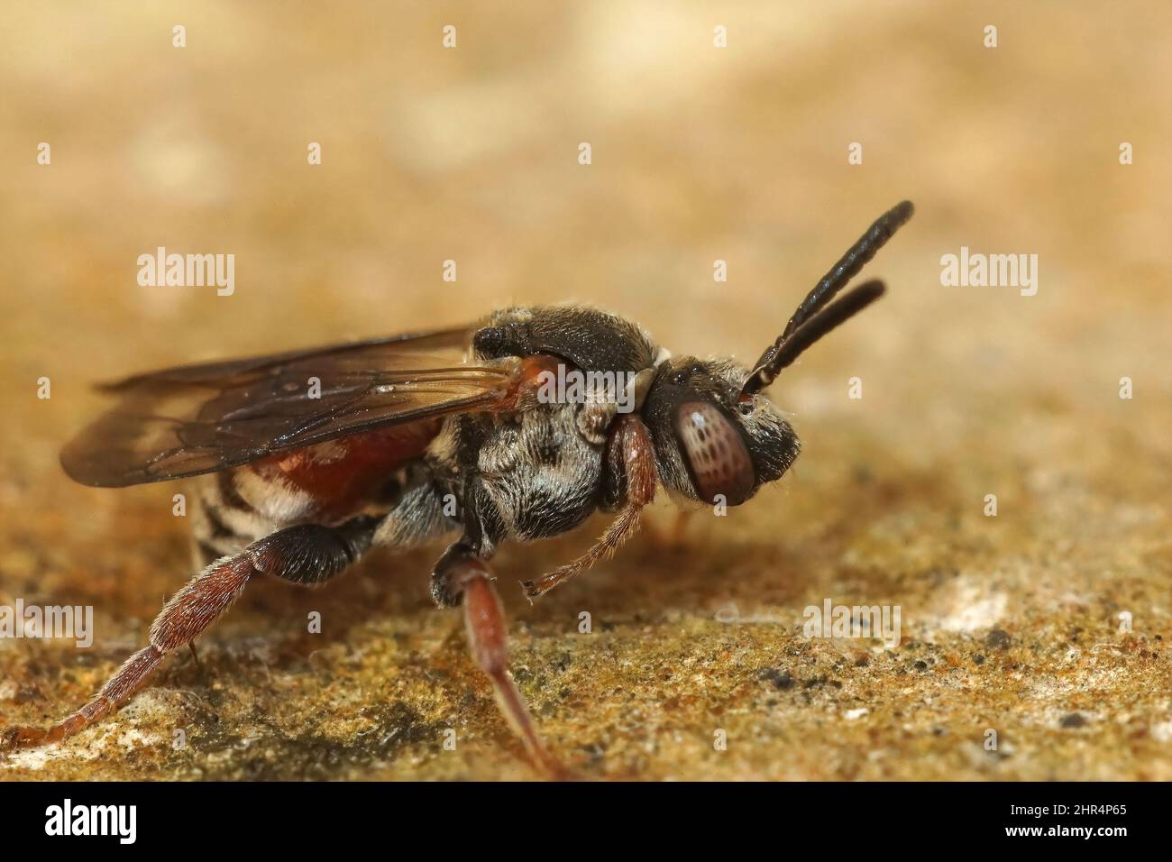 Closeup of the colorful and rare White-spotted Red Cuckoo Bee, Pasites ...