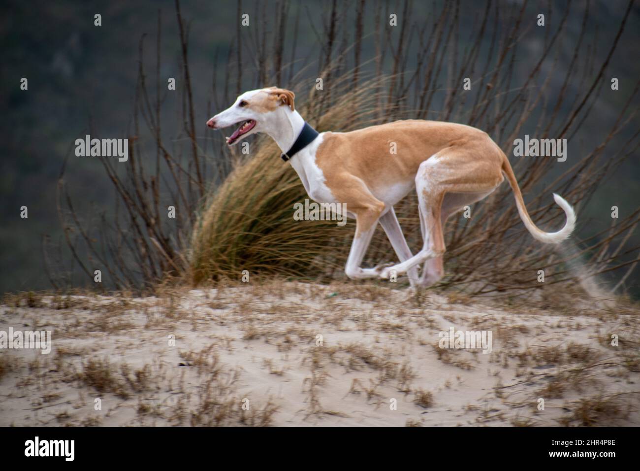 Sighthound running in front of twigs in the nature Stock Photo - Alamy