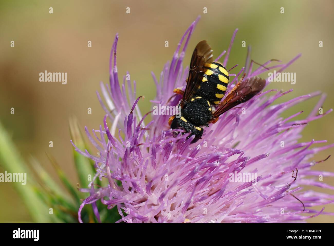 Pseudoanthidium scapulare hi-res stock photography and images - Alamy