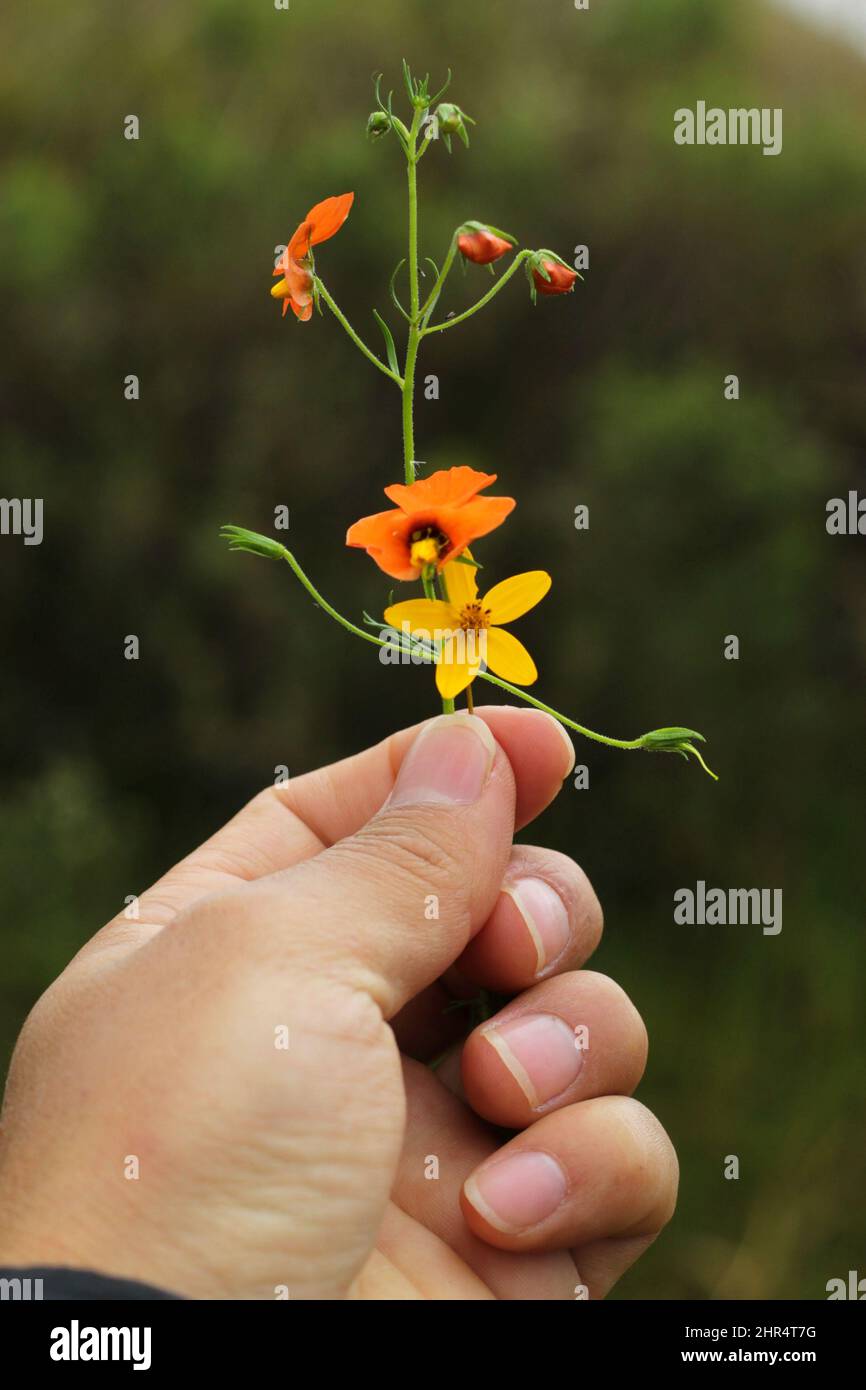 Vertical shot of a hand keeps a flower Stock Photo - Alamy
