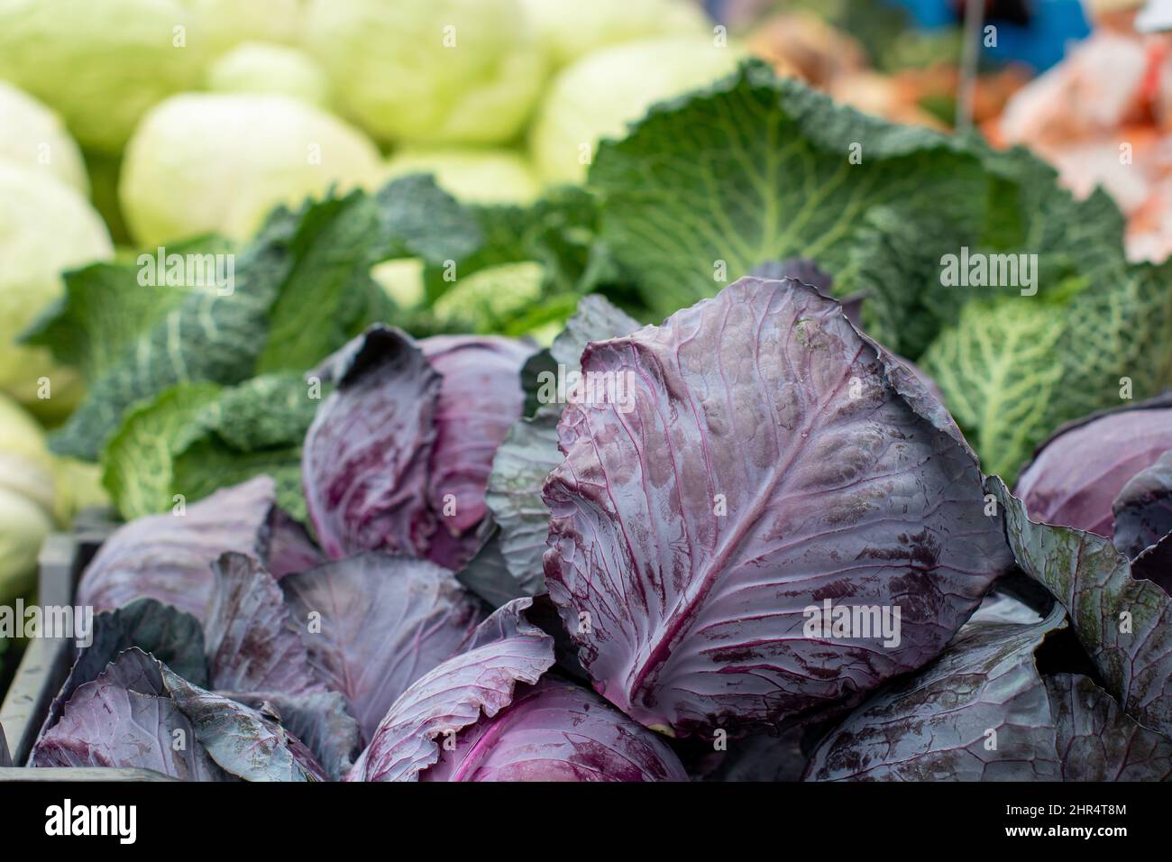 Closeup of cabbage heads at a farmers market Stock Photo - Alamy