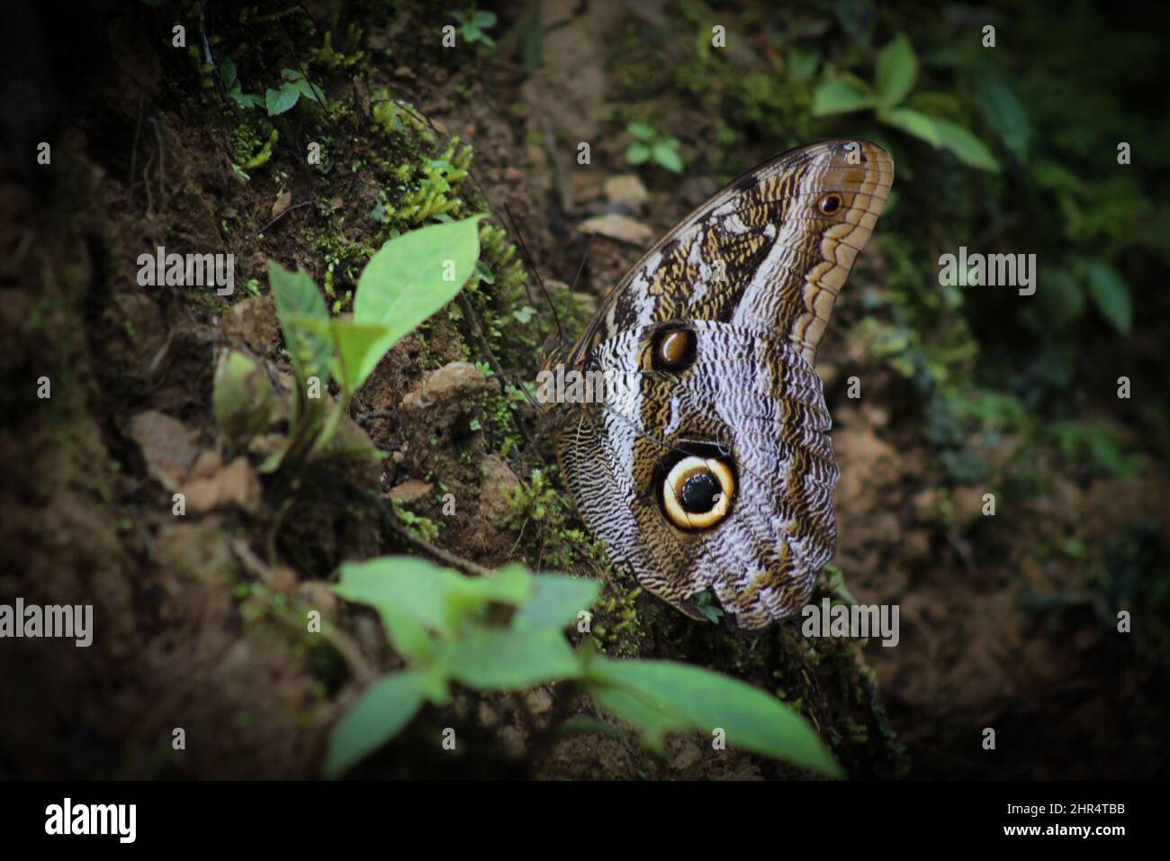 Selective of a butterfly (Caligo eurilochus Stock Photo - Alamy