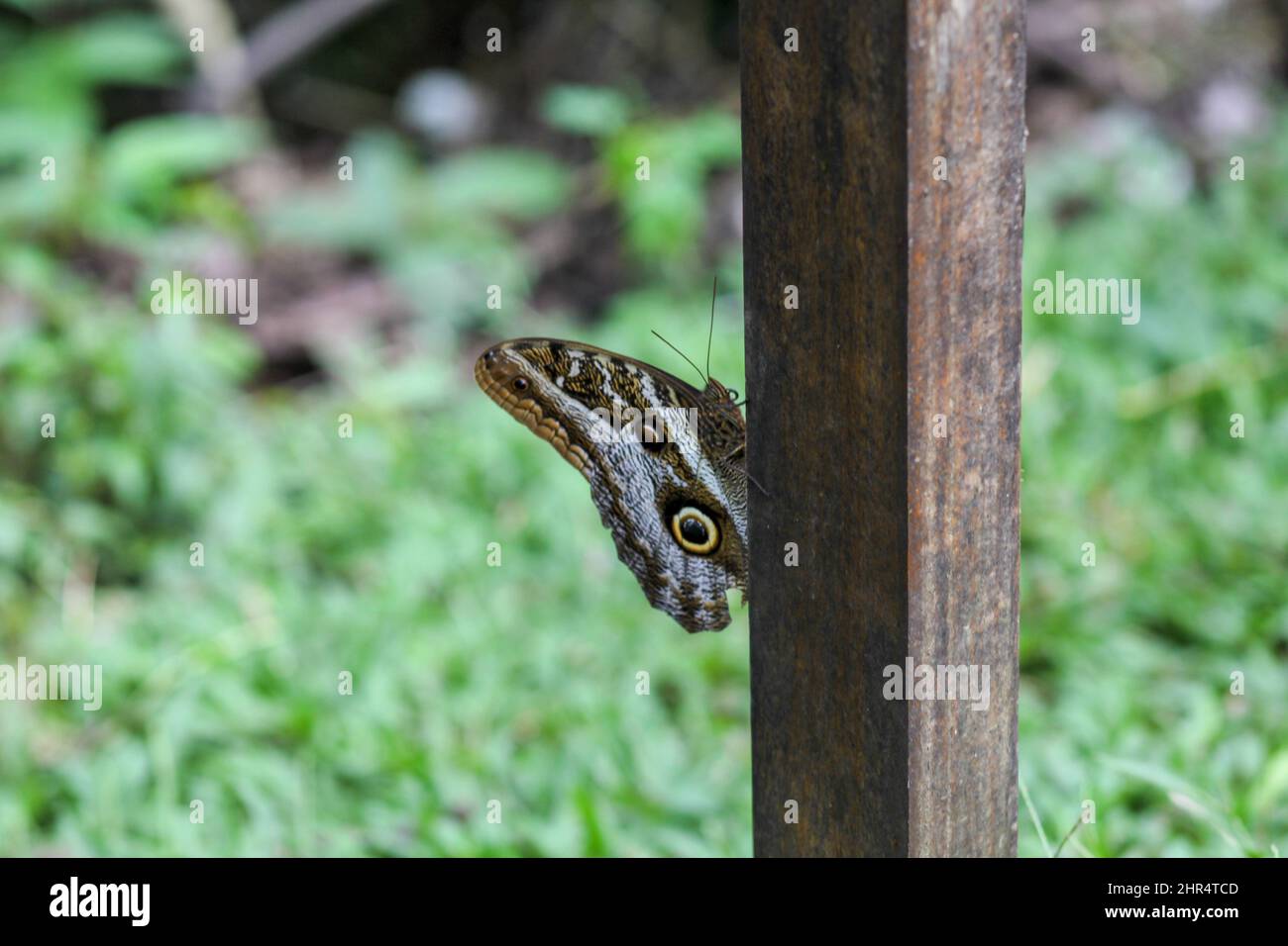 Selective of a butterfly (Caligo eurilochus) on a log Stock Photo - Alamy