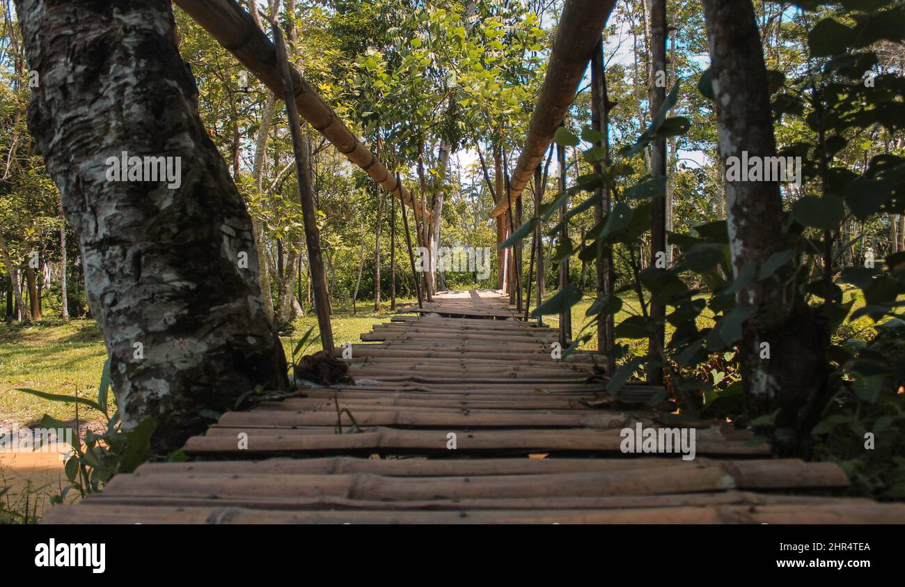 Wooden footpath leads to the forest Stock Photo - Alamy