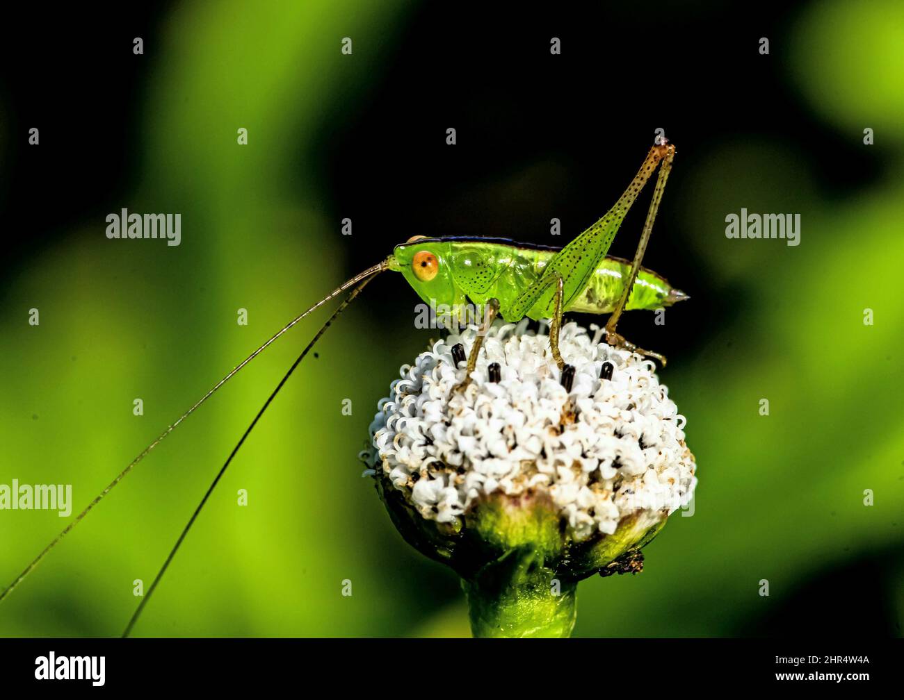 Closeup of the Conocephalus fuscus, the long-winged conehead on the ...