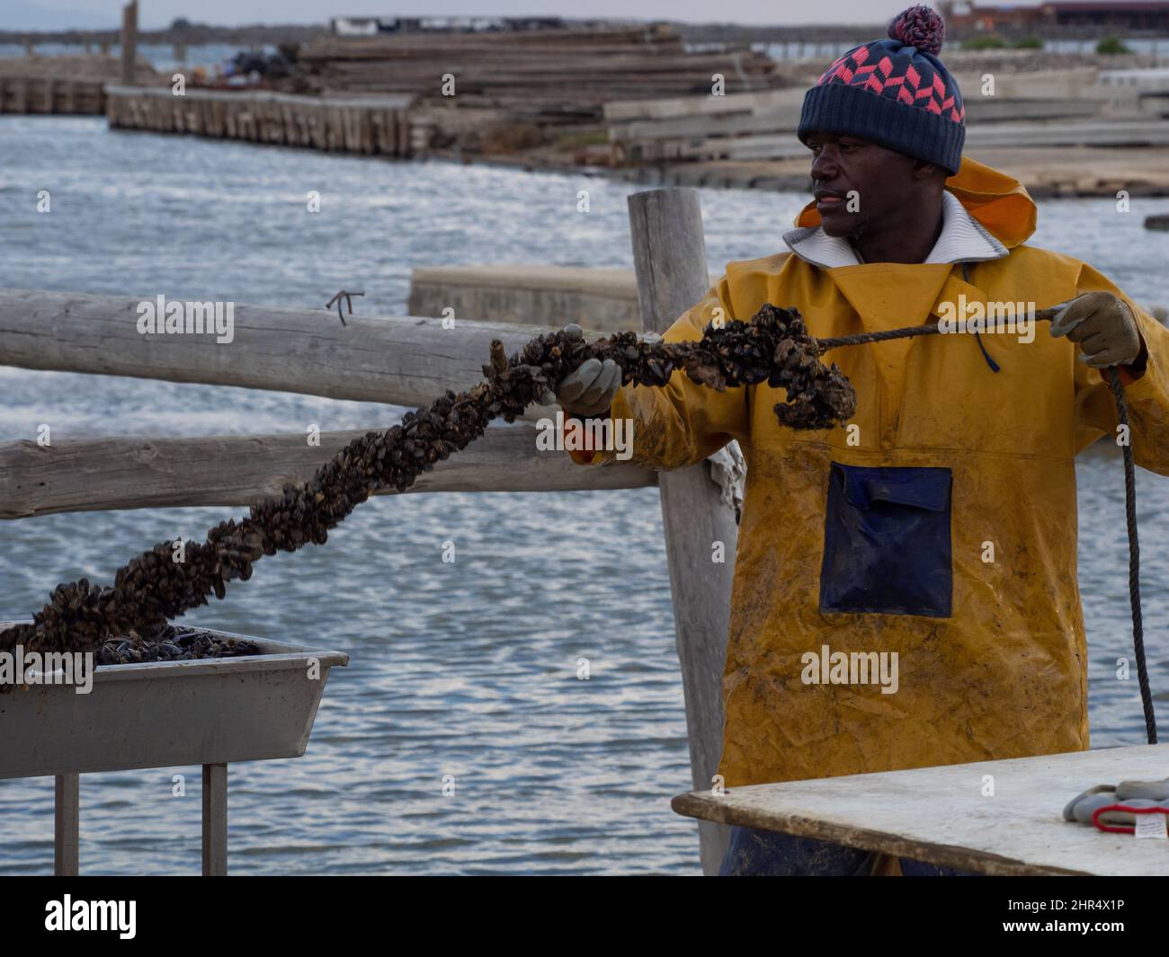 Closeup of a fisherman embedding mussels in a rope for seafood farming ...