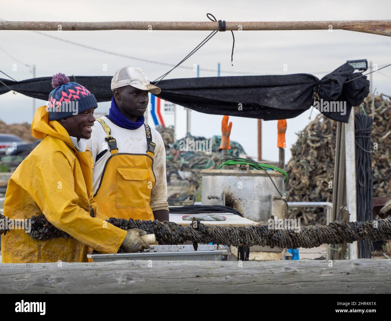 Commercial mussel farming hi-res stock photography and images - Alamy