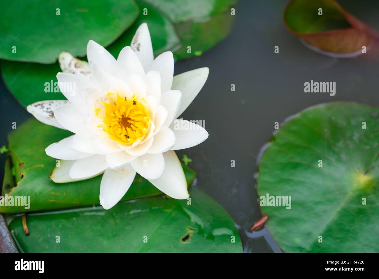 Water lily lotus flower with green tree leaf in pond outdoor park Stock ...