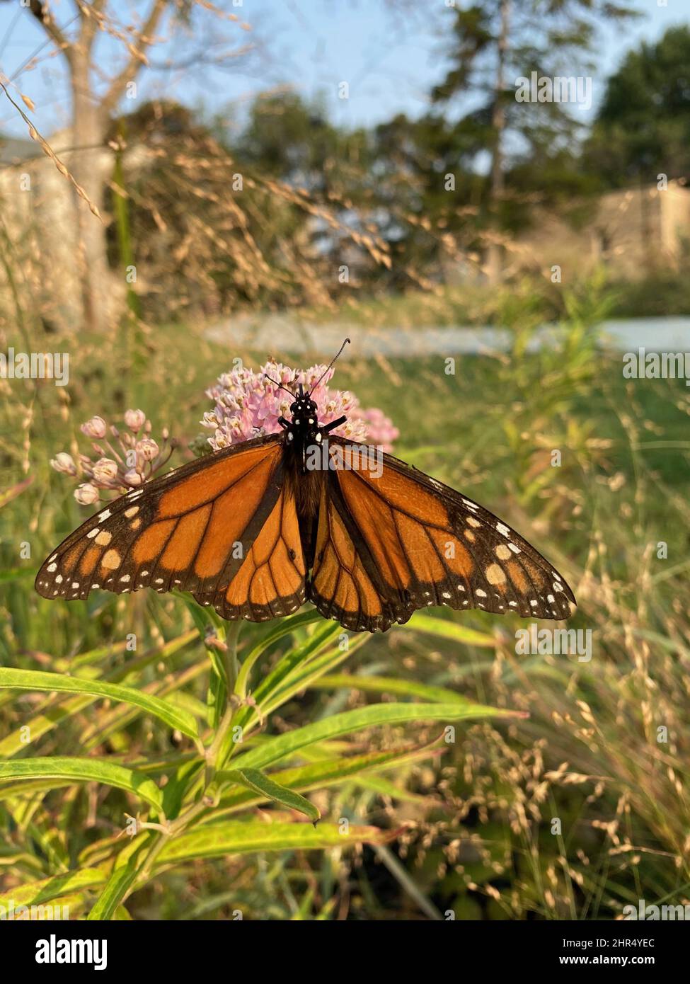 A vertical shot of a Monarch butterfly on wildflowers in a field with a ...