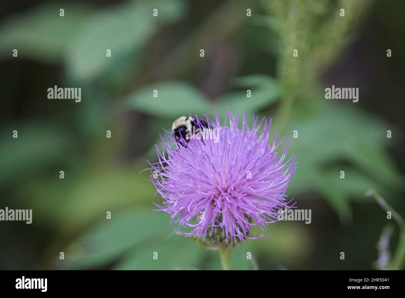 Closeup of a bee on a thistle in a field under the sunlight in Konza ...