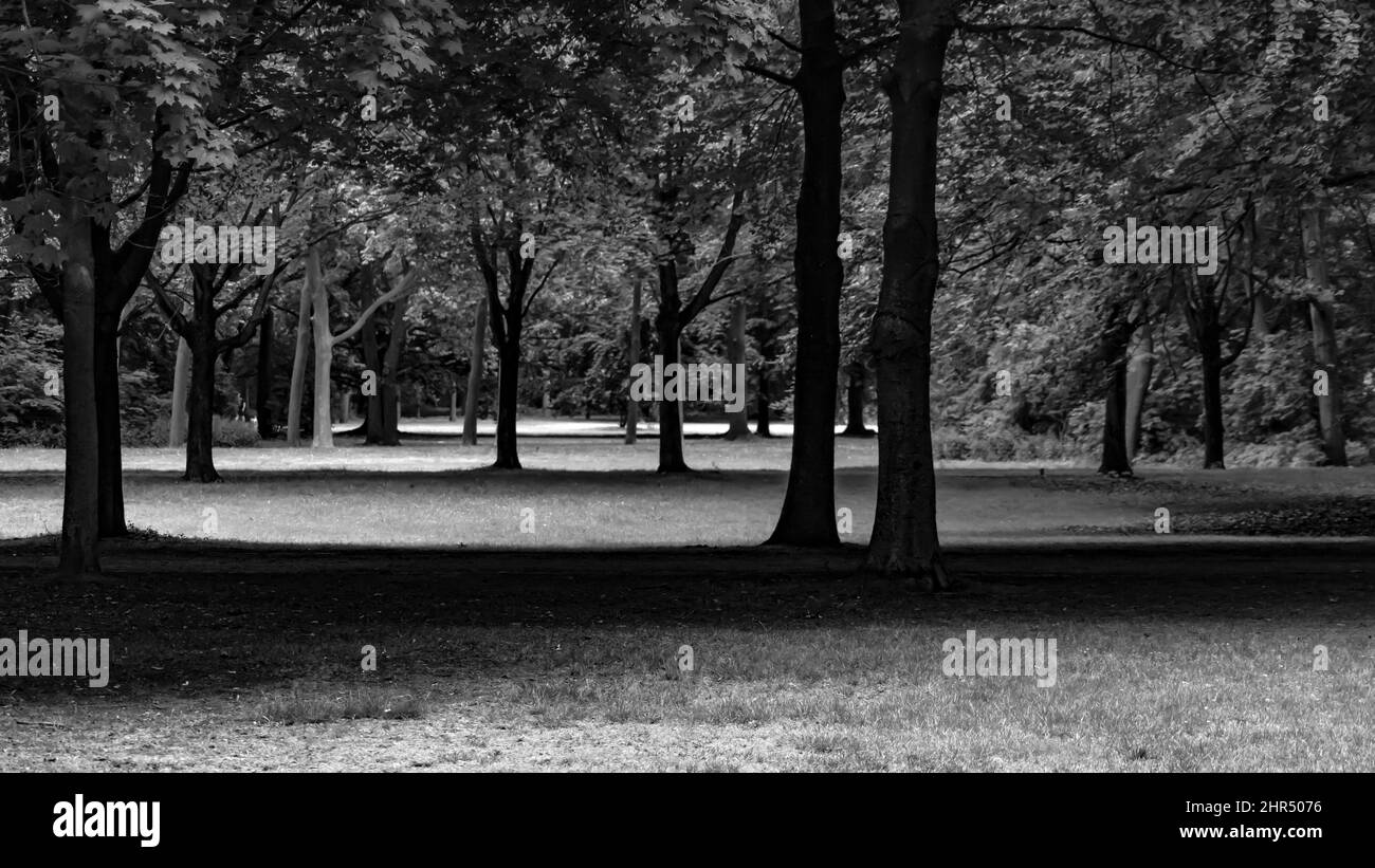 Grayscale of trees in a park Stock Photo - Alamy