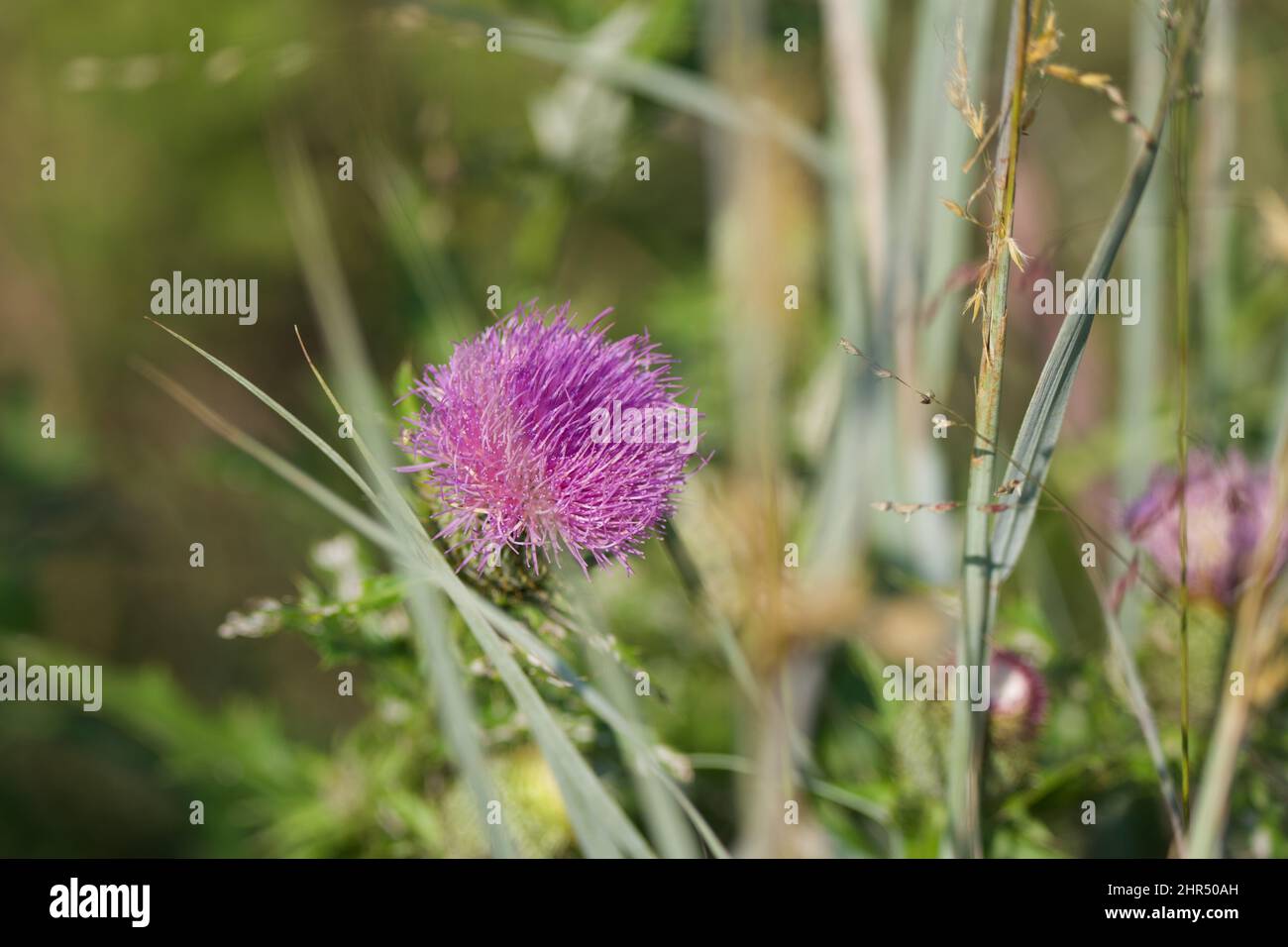Closeup of thistles growing in a meadow under the sunlight with a ...