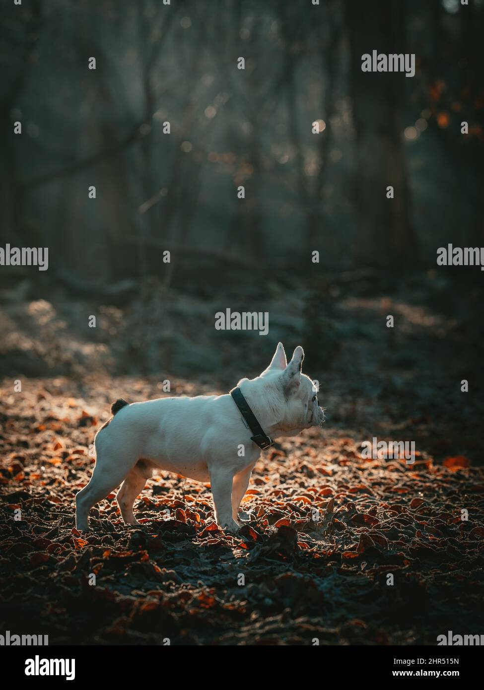 Vertical shot of a white puppy walking in a forest with beautiful ...
