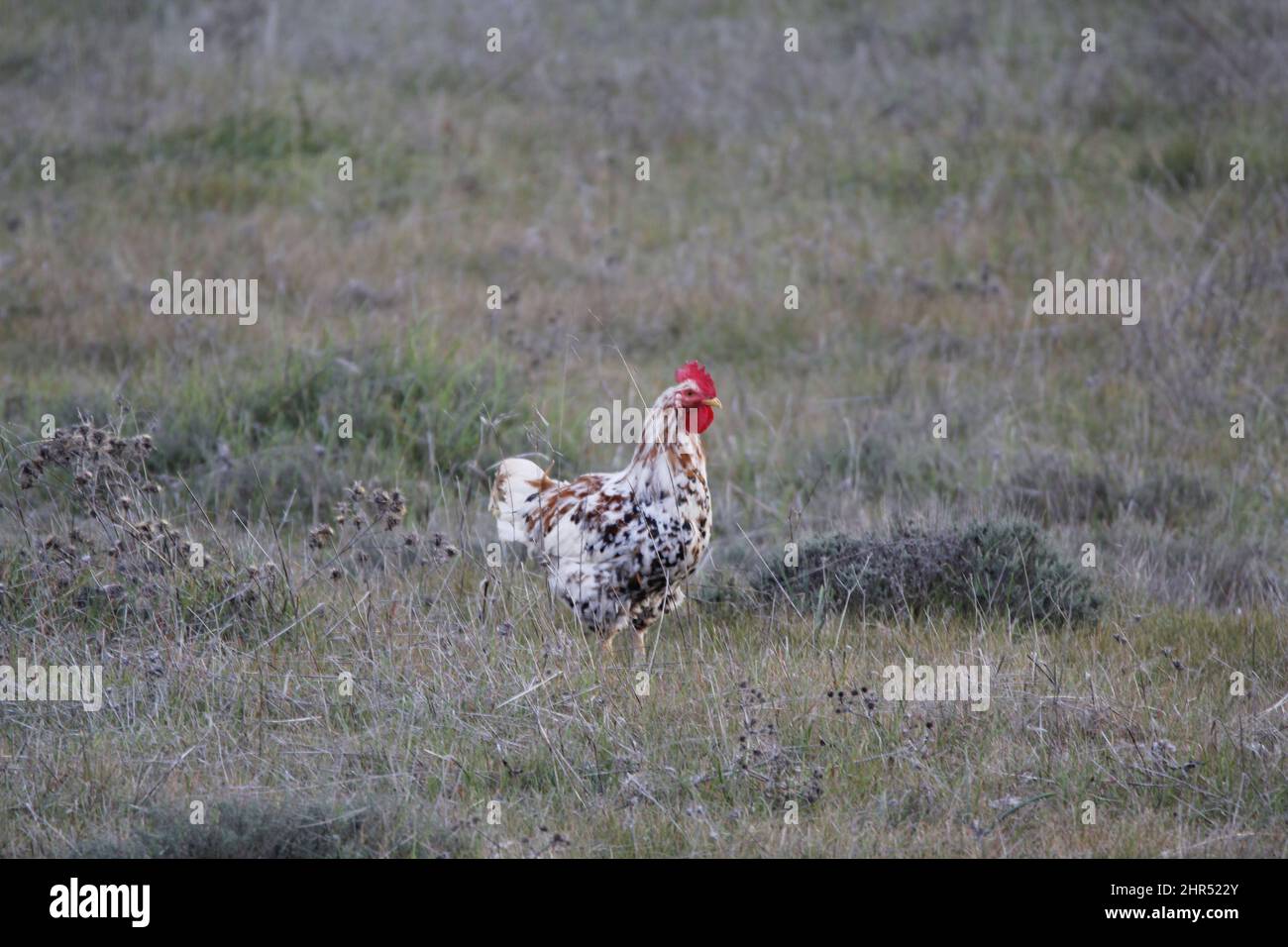 Chicken on a farmland with bushes Stock Photo - Alamy