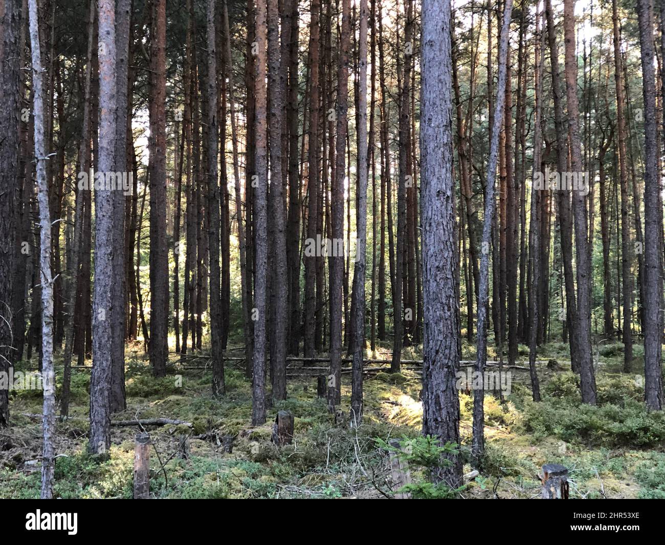 Forstwirtschaft germany hi-res stock photography and images - Alamy