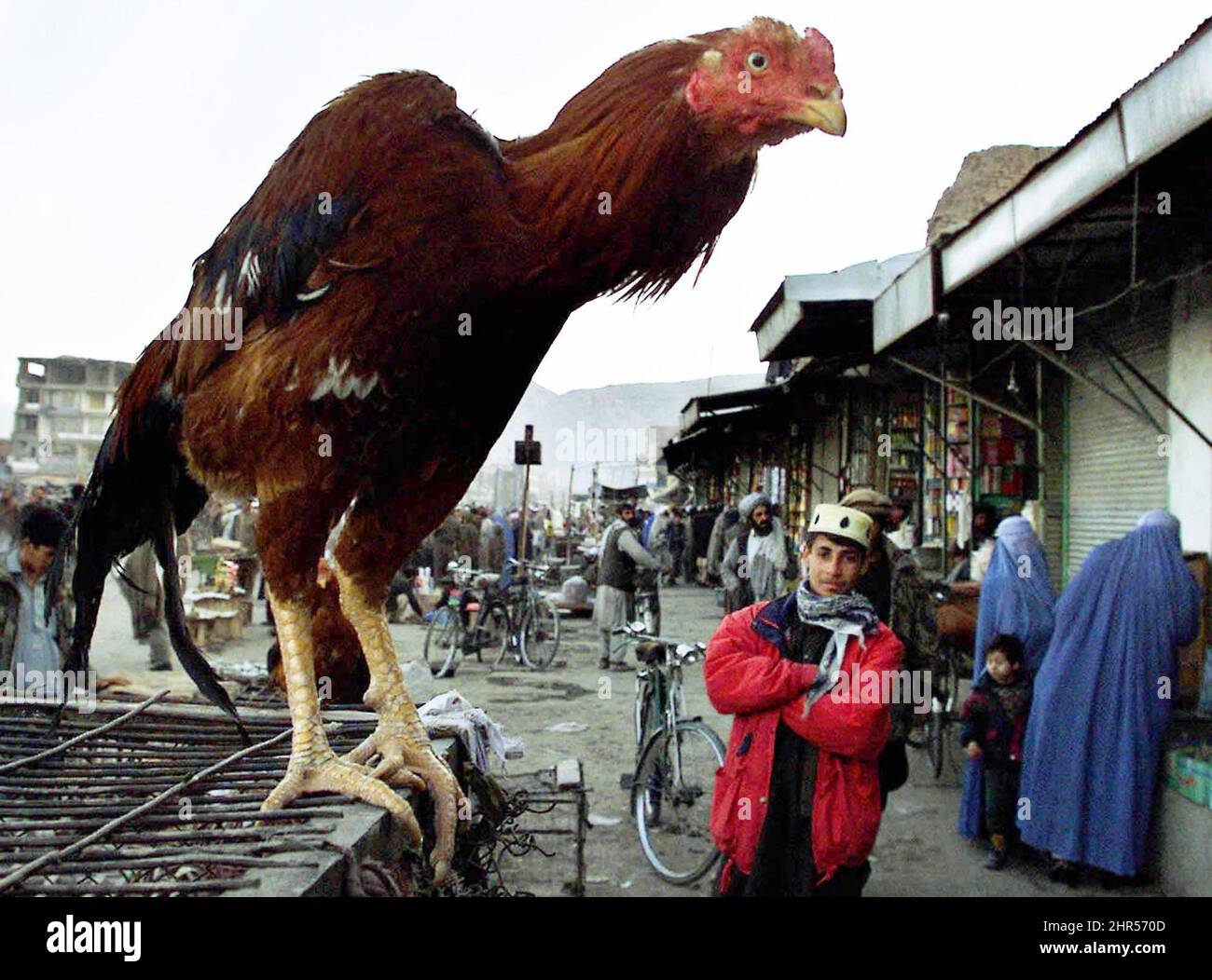 PA PHOTOS/CP - UK USE ONLY: A child looks at a fighting rooster in a ...