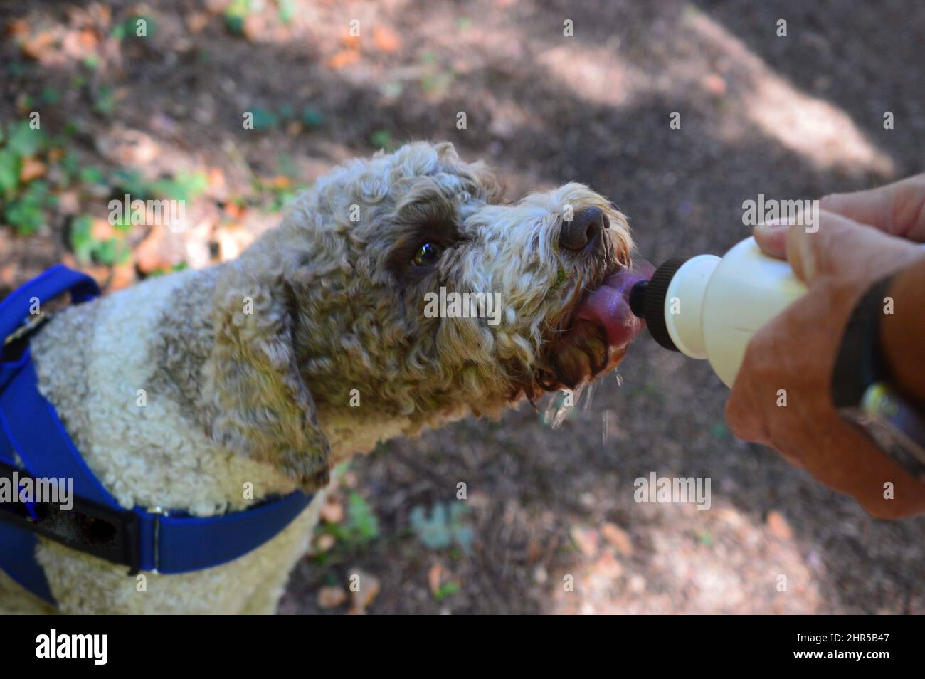 Tierauge hi-res stock photography and images - Alamy