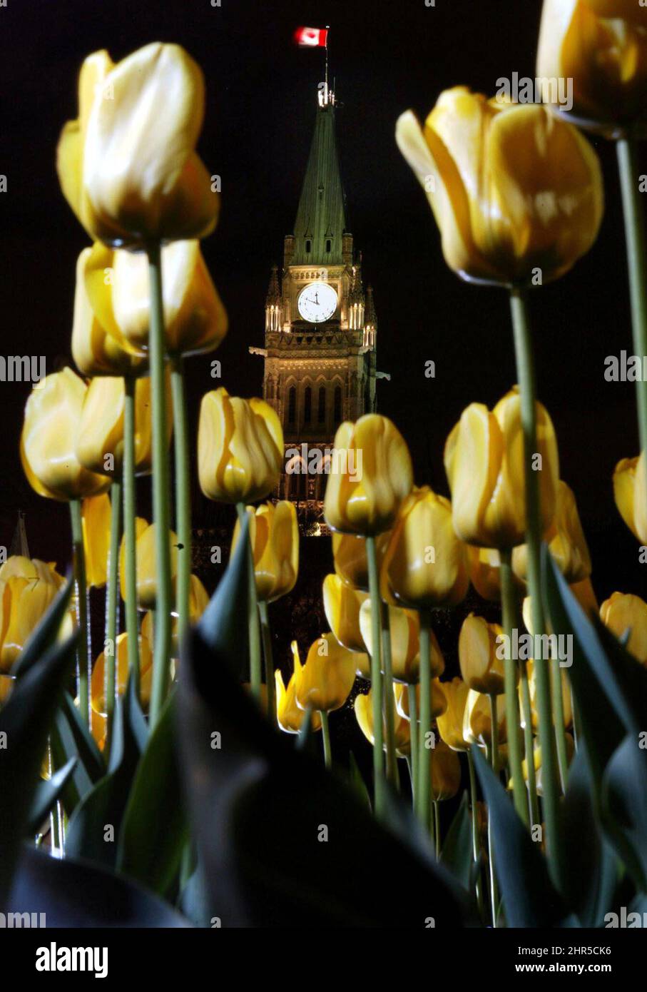 PA PHOTOS / CP - UK USE ONLY : Tulips grow tall as the Peace Tower from ...