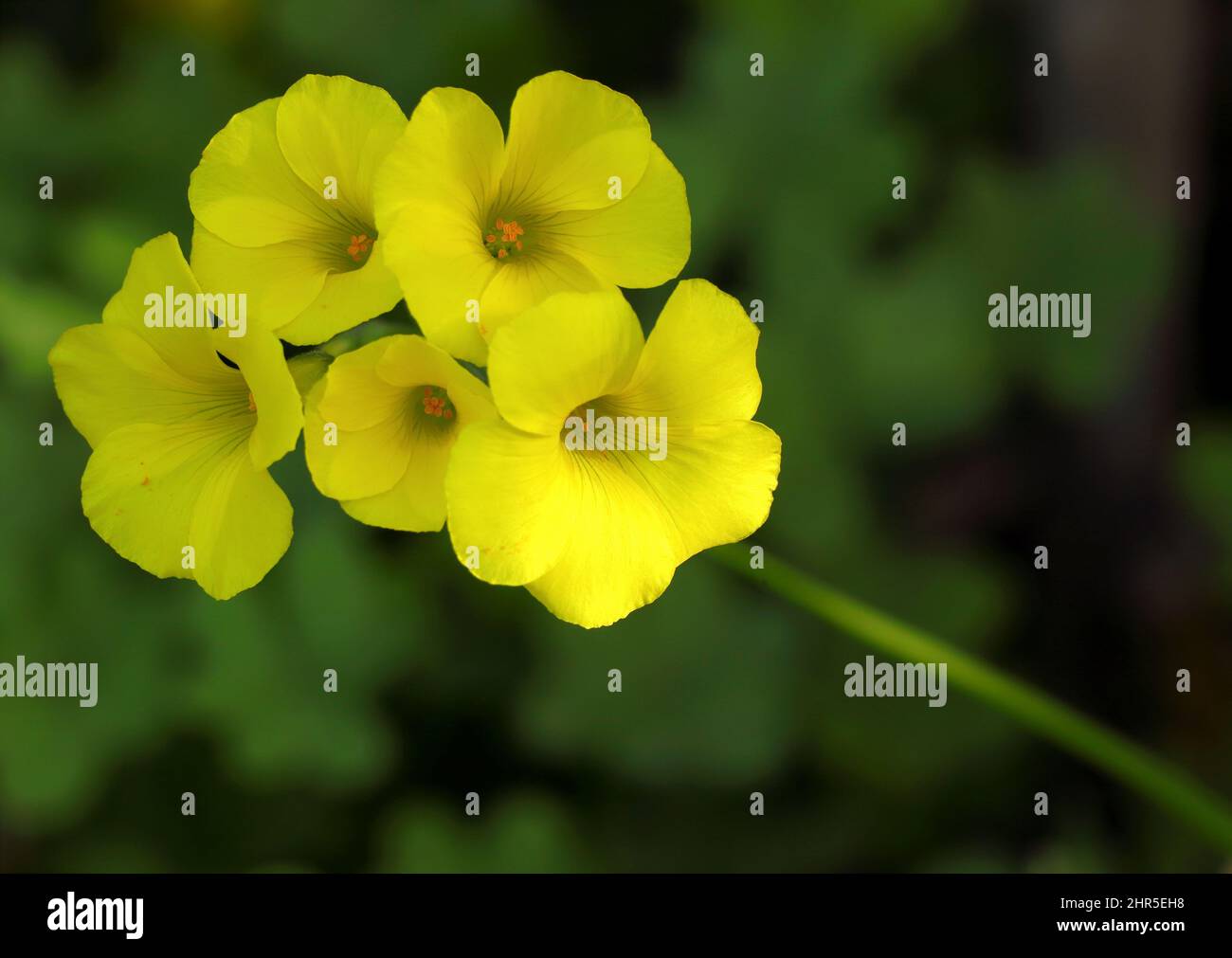 Spring. Oxalidaceae. Yellow Wood sorrel - Oxalis pes-caprae in bloom ...