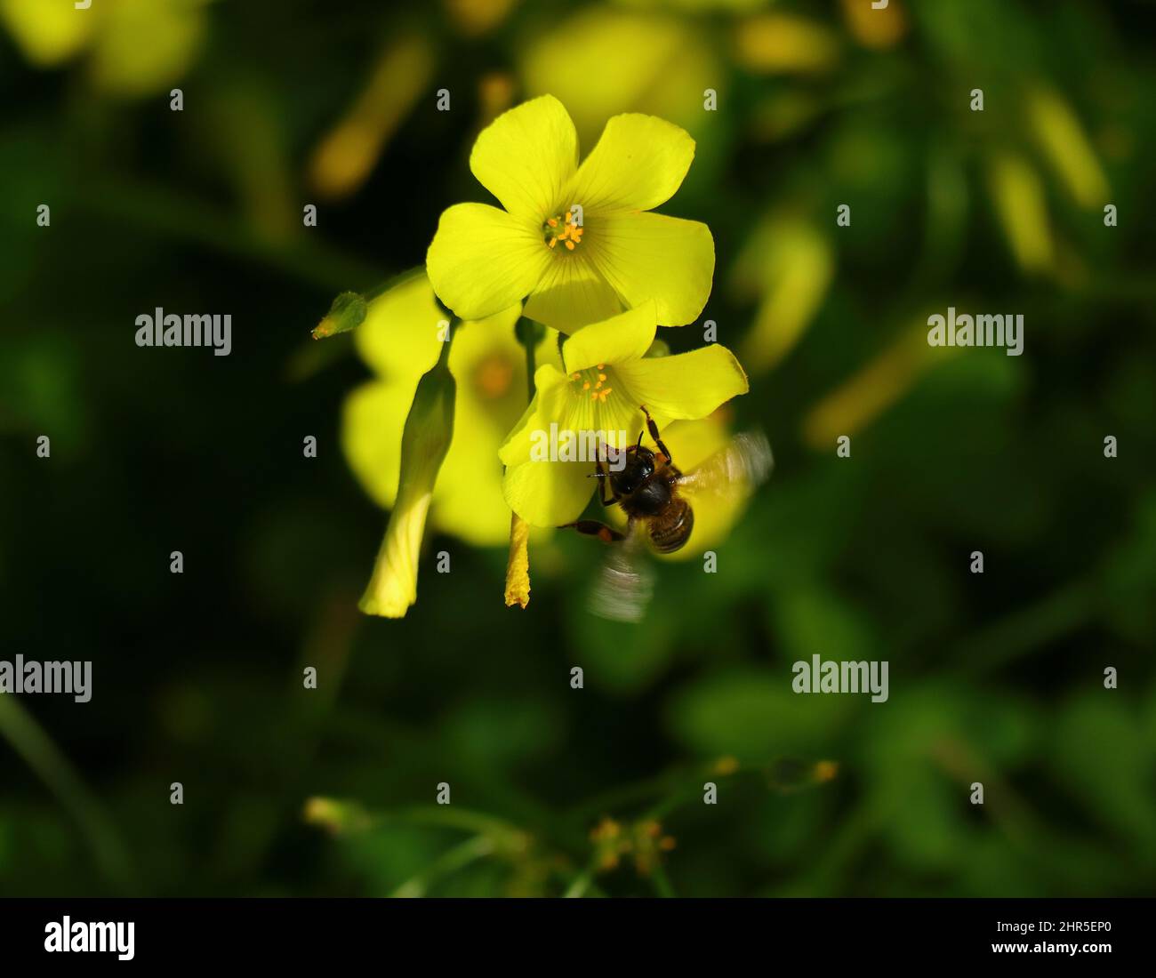 Oxalidaceae. Yellow Wood sorrel - Oxalis pes-caprae in bloom with bee ...