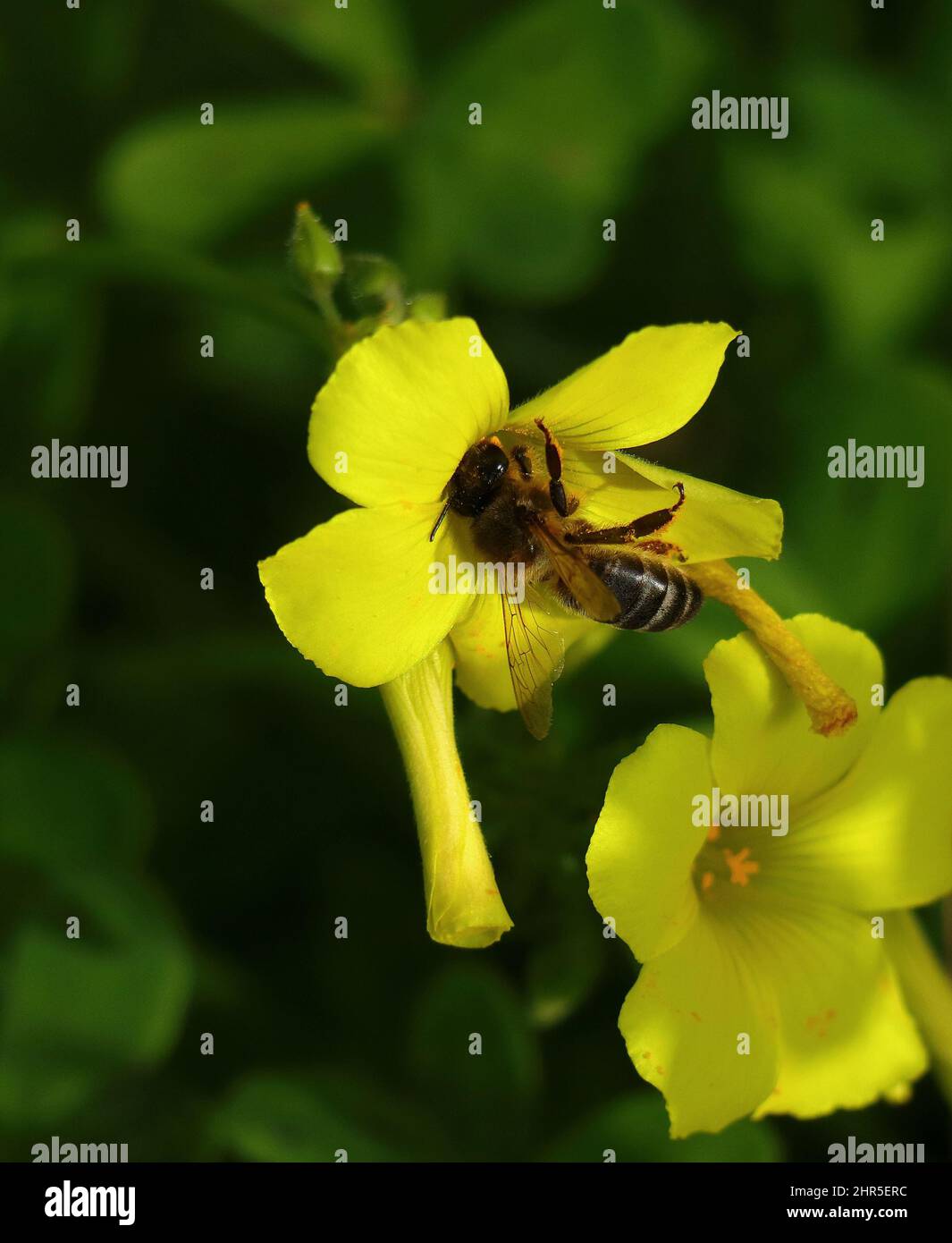 Oxalidaceae. Yellow Wood sorrel - Oxalis pes-caprae in bloom with bee ...