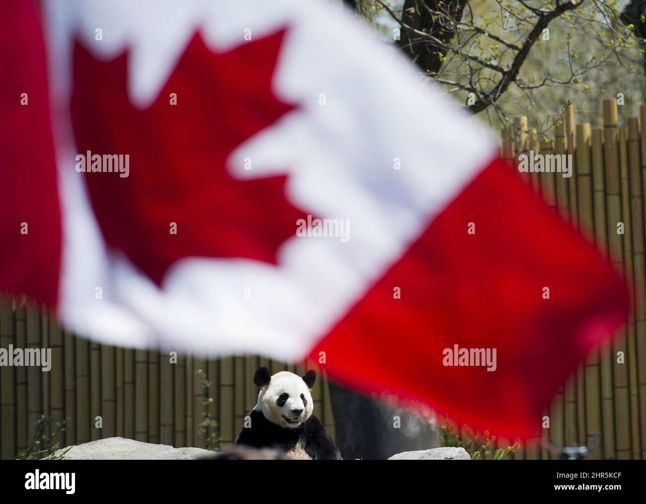 ADDS PHOTOGRAPHER'S NAME Da Mao is framed by a Canadian flag at the ...