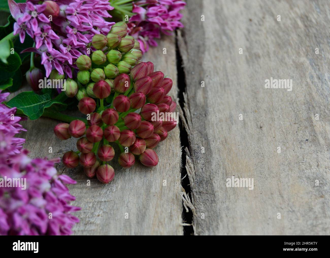 Red milkweed flowers hi-res stock photography and images - Alamy