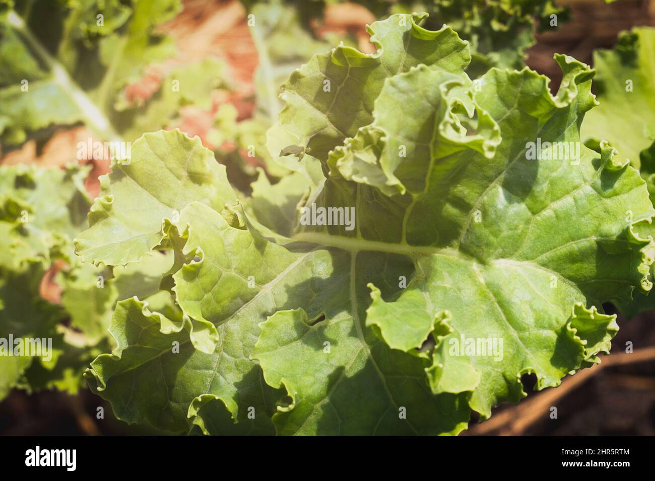 Close up of green curly kale plant in organic vegetable farm Stock ...