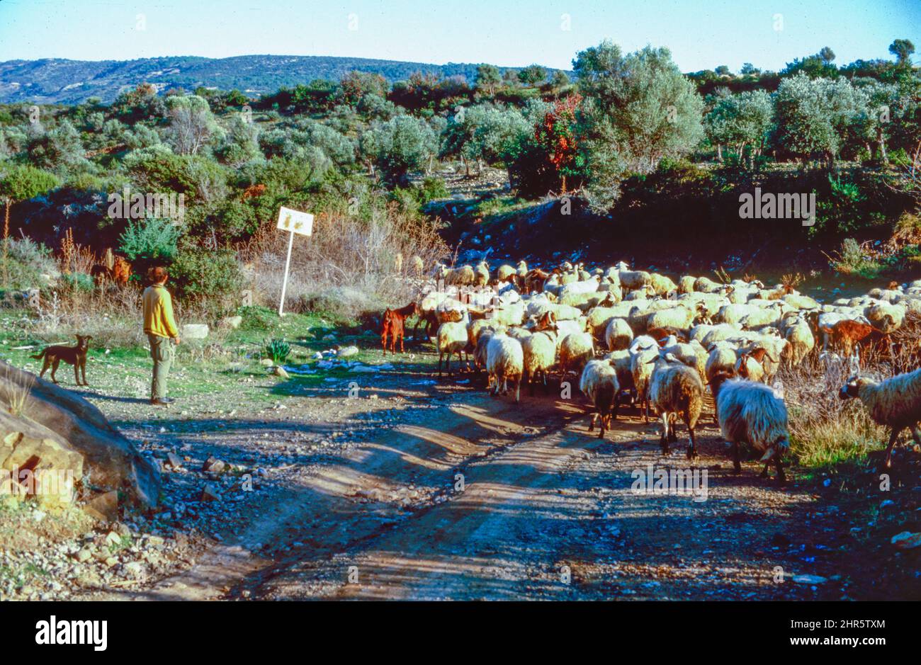 Herd of Sheep with Shepherd and dog, Cyprus, 1980s Stock Photo - Alamy