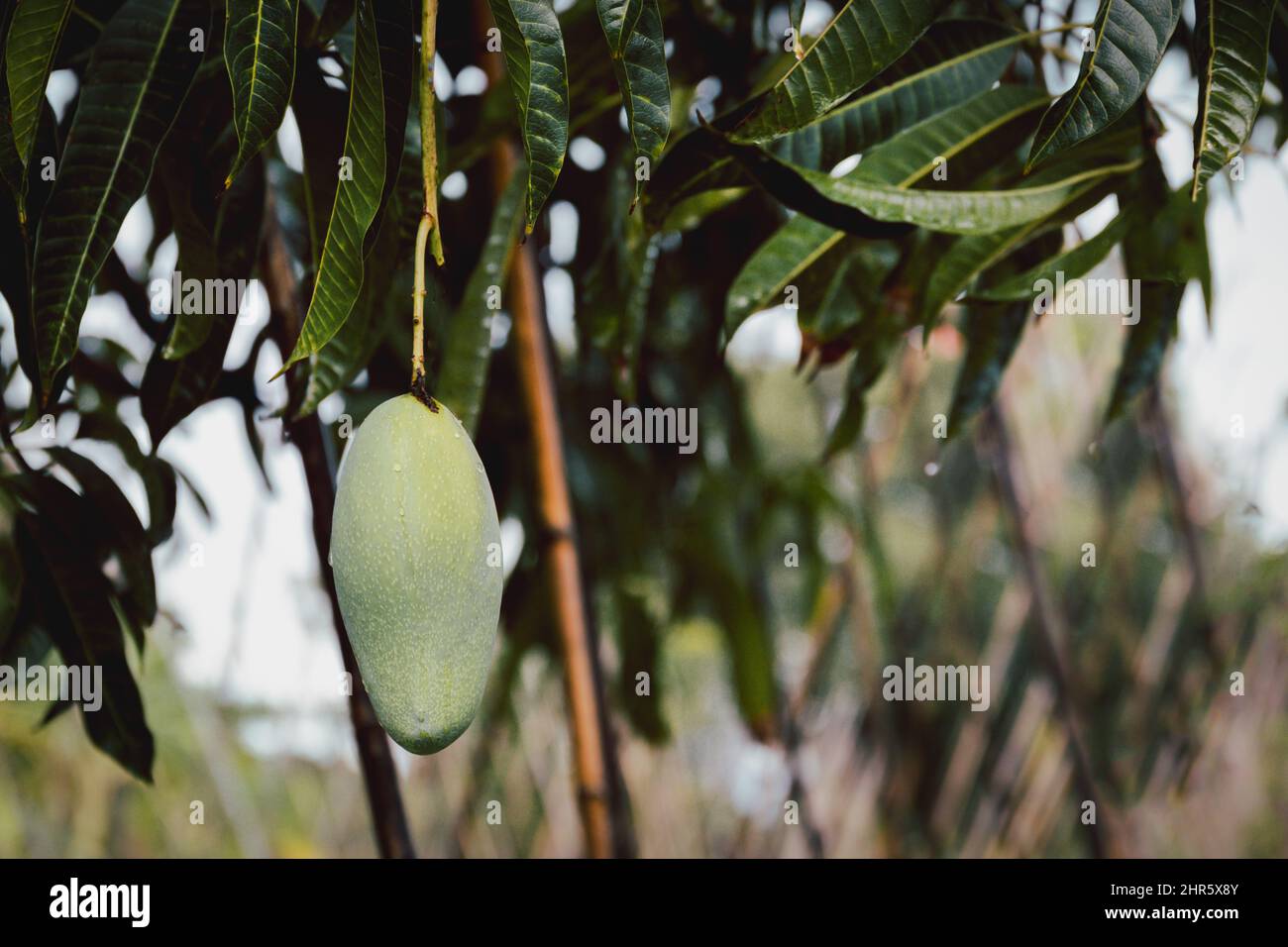 Closeup of raw green mango fruit hanging from a tree branch Stock Photo ...