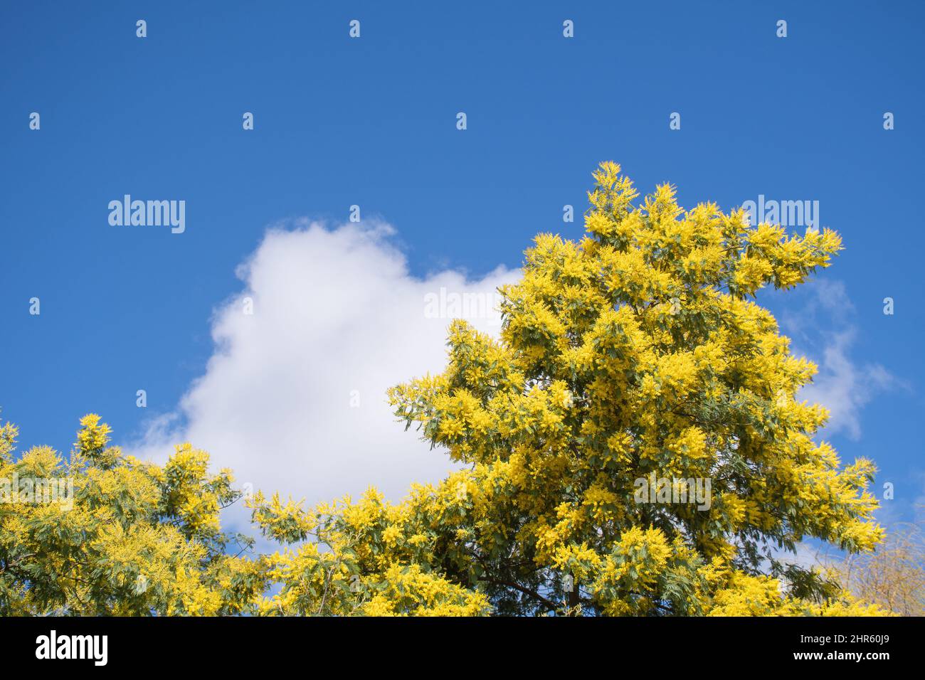 Mimosa tree in winter near to Nantes - France Stock Photo - Alamy
