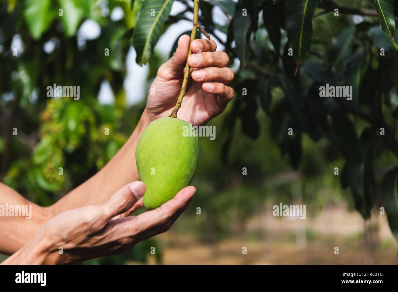 Farmer hand holding young green mango on tree branch Stock Photo - Alamy