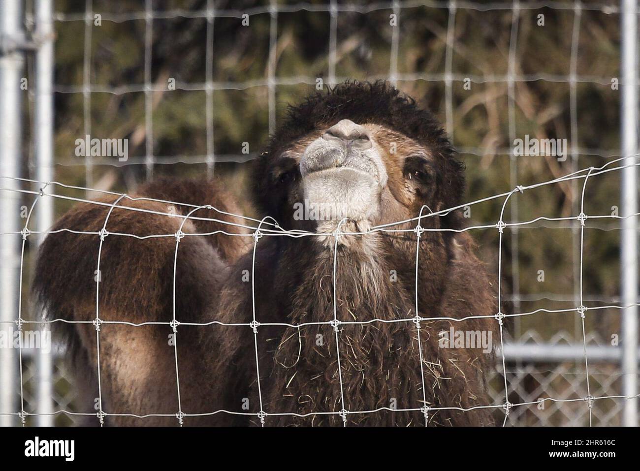 A Bactrian camel stretches its head over a fence at the Calgary Zoo in ...