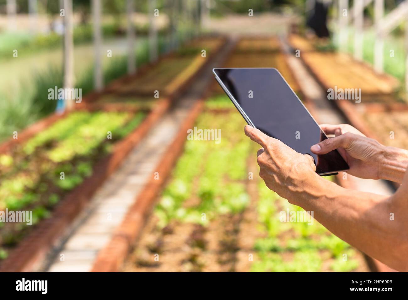 Asian farmer examining vegetable with tablet computer in hydroponic ...