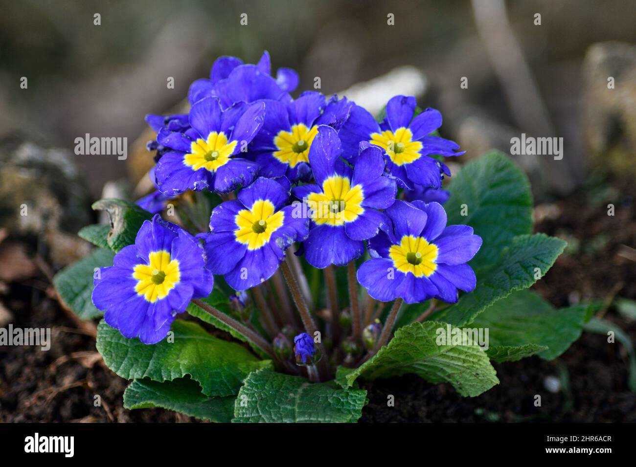 Primrose (Primula vulgaris) Flowers Oxfordshire England uk Stock Photo ...
