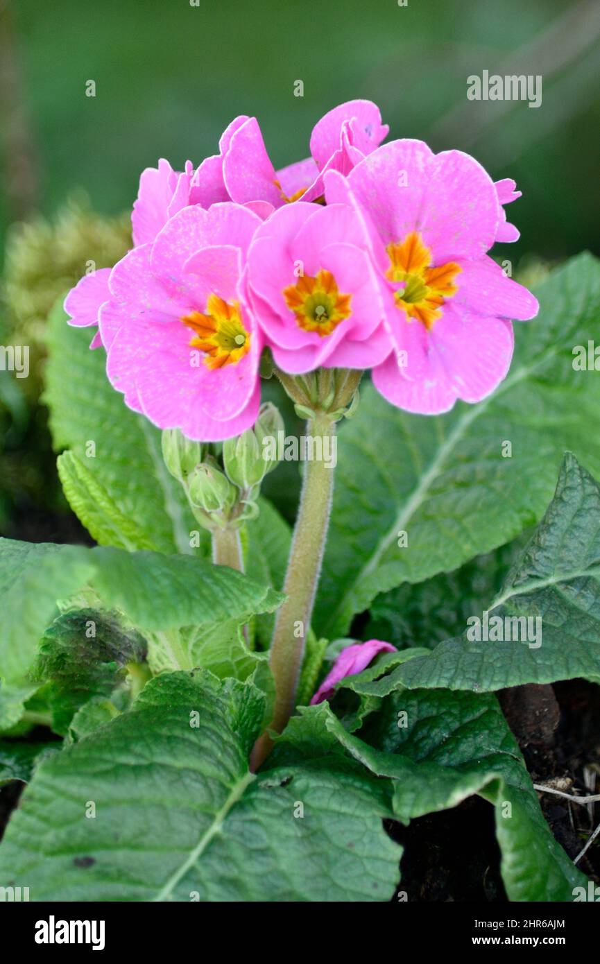 Primrose (Primula vulgaris) Flowers Oxfordshire England uk Stock Photo ...
