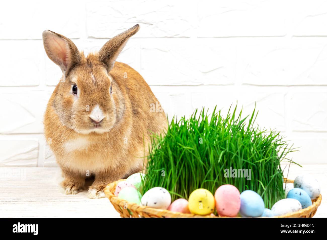 Fluffy easter bunny with colored easter eggs near green grass close-up ...