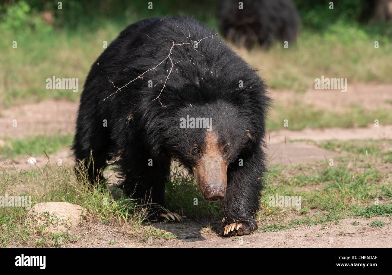 Closeup shot of a sloth bear in its natural habitat Stock Photo - Alamy