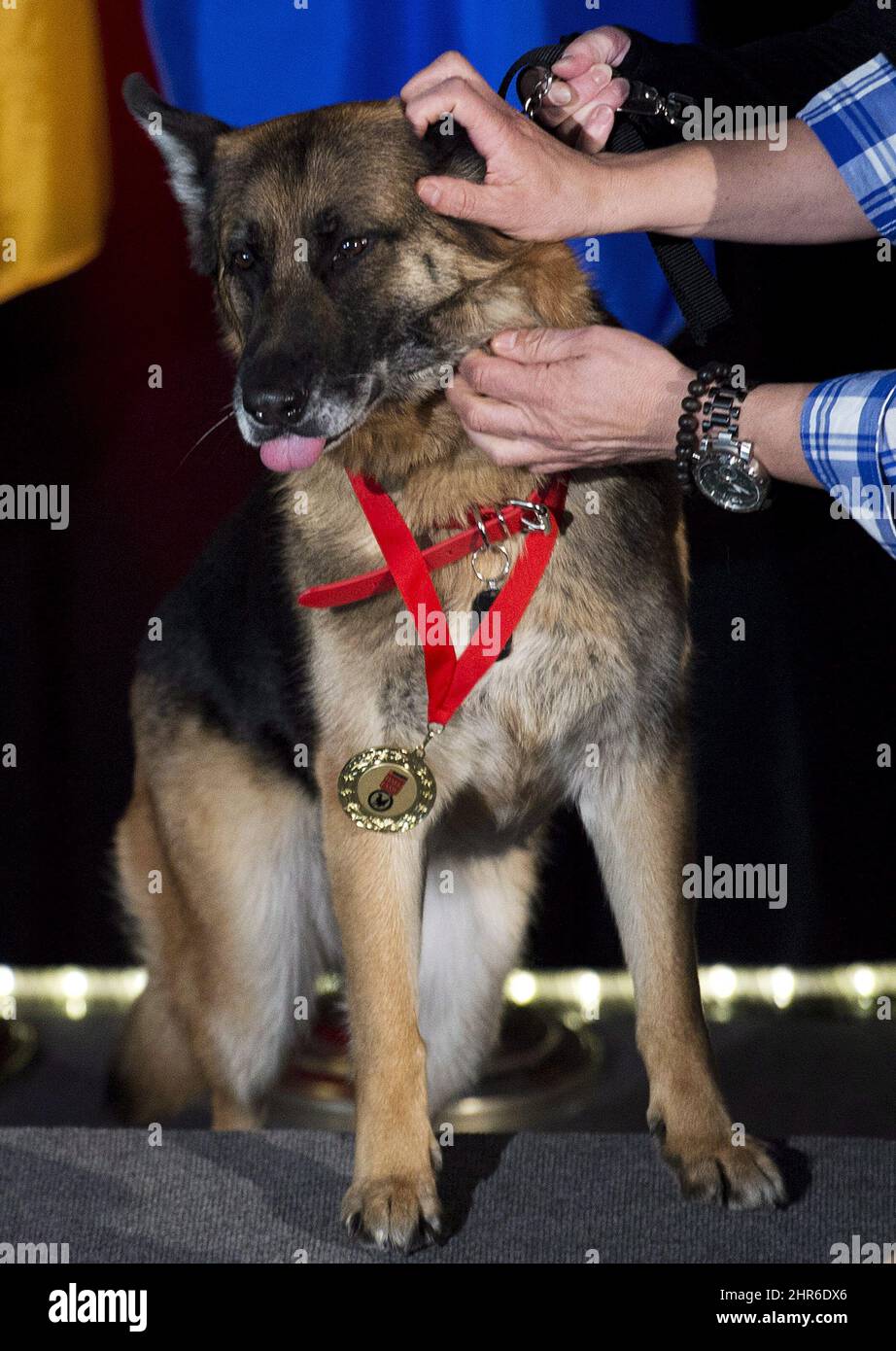 German Shepherd Kyra receives her medal during the 46th annual Purina ...
