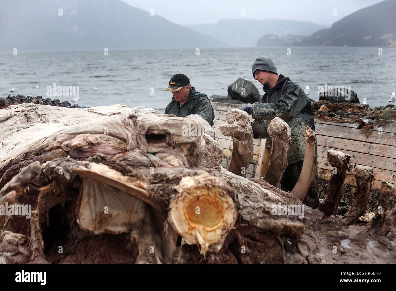 Eddie Samms, left, and Aaron Thom work to cut up the carcass of a blue ...