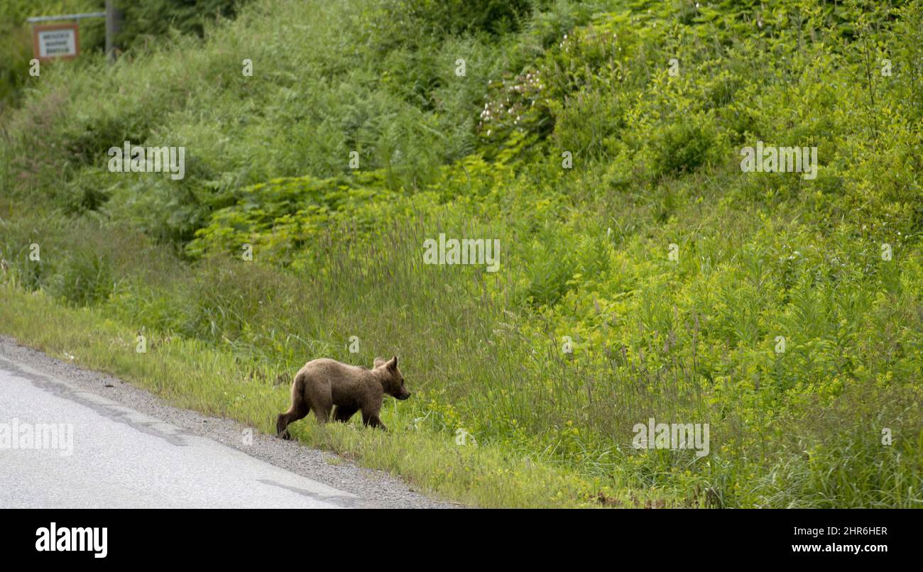 A young grizzly bear crosses the road in Kitimat, B.C. Tuesday, June ...