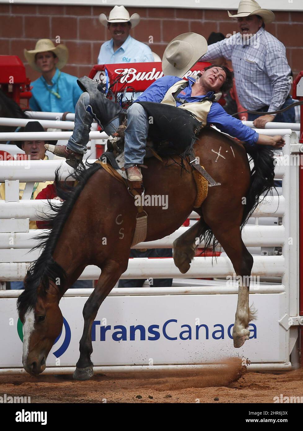 Daniel Gratton, from Sundre, Alta., stays on Xrated Dancer during ...