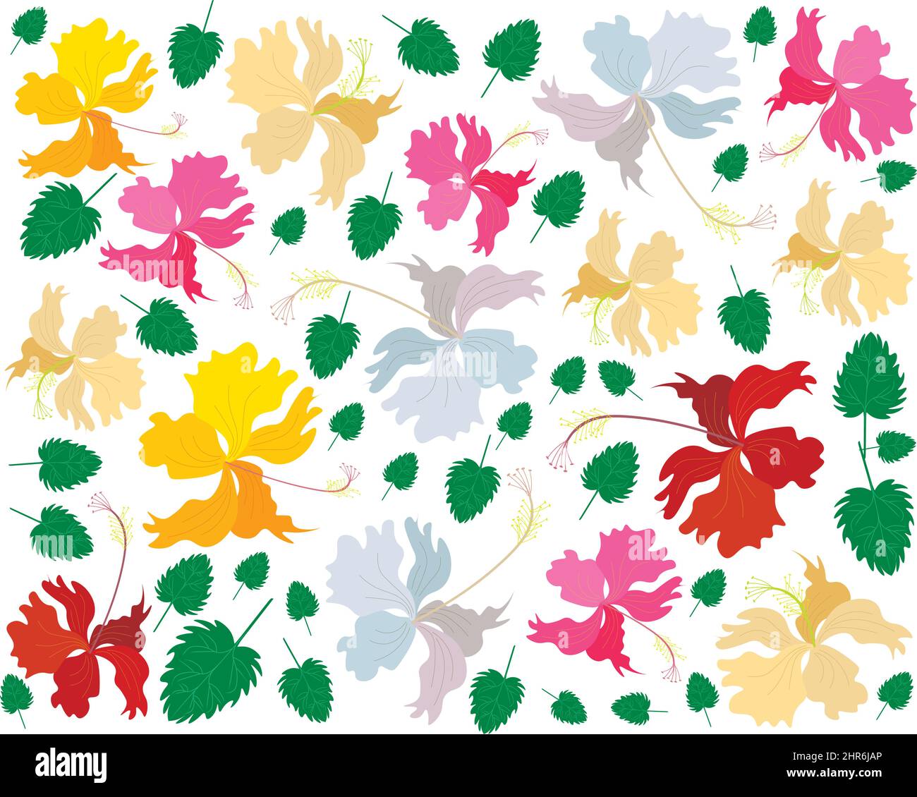 Beautiful Flower, Illustration Background of Fresh Colorful Hibiscus ...