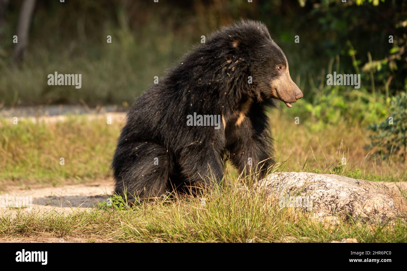 Sloth bear sitting on the grass Stock Photo - Alamy