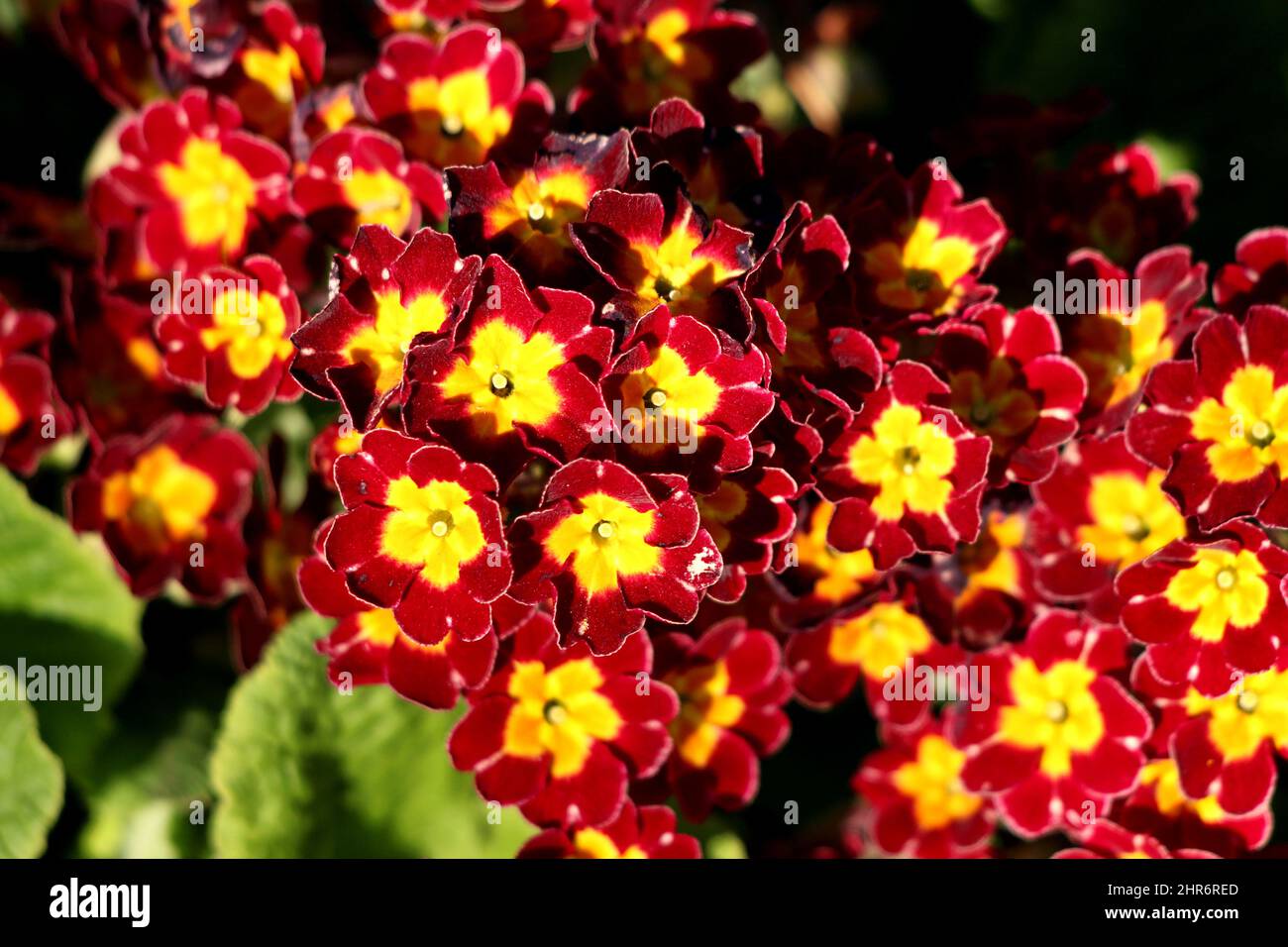 Densely growing Primrose or Primula dark red with bright yellow center ...