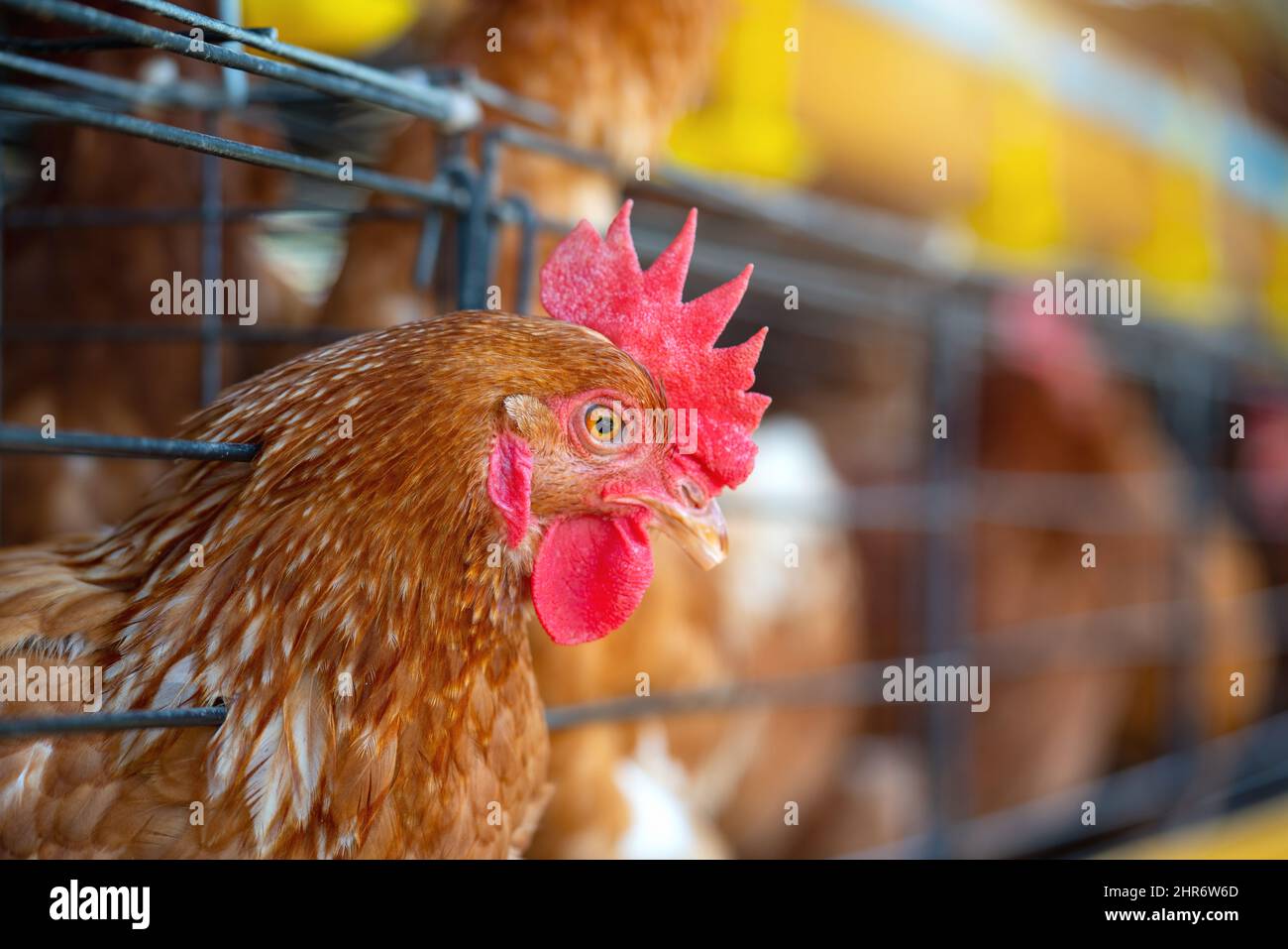 Hens in factory, Chicken in cages Stock Photo - Alamy