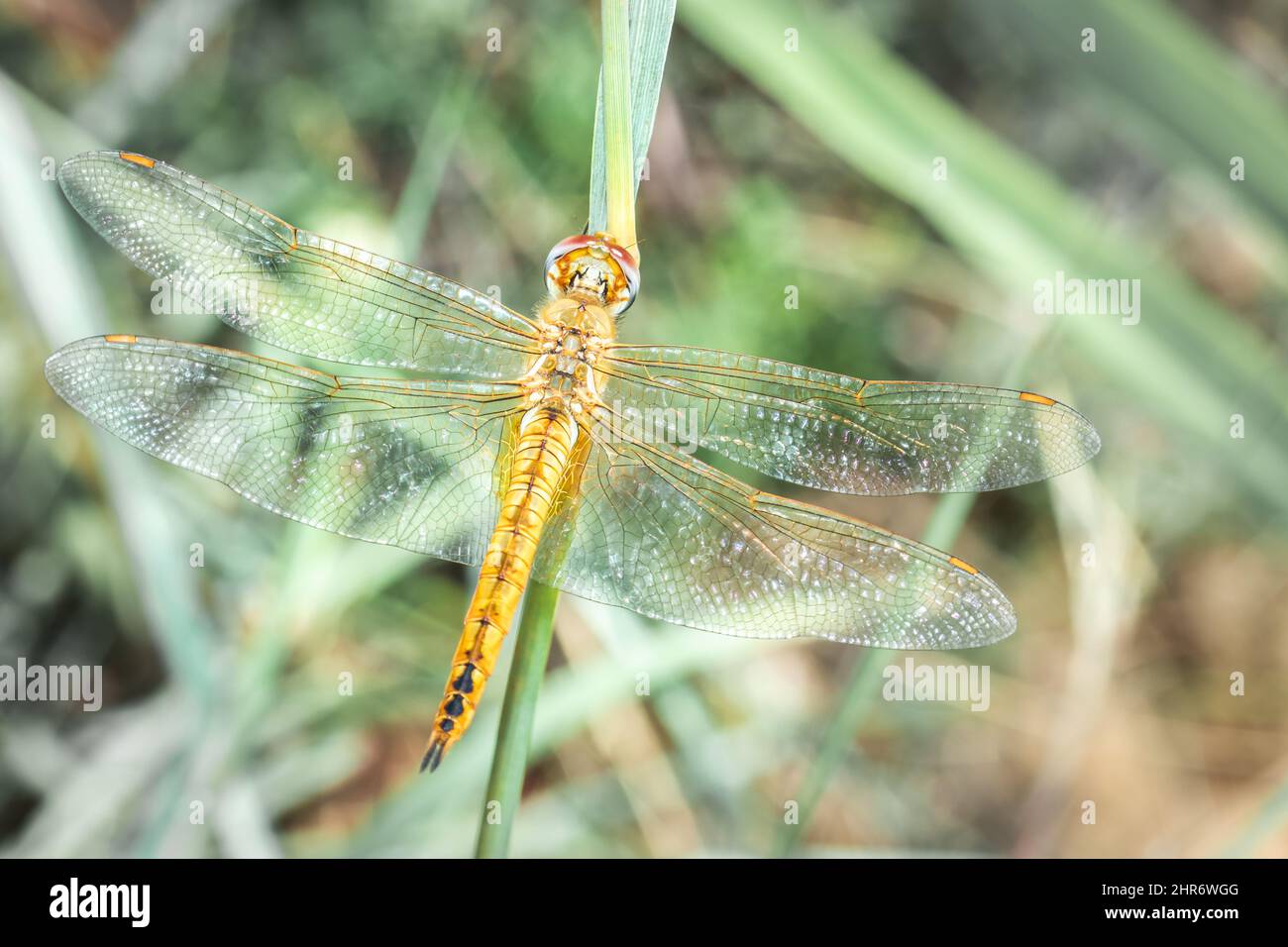 Wandering glider Dragonfly (Pantala flavescens) sitting on green grass ...